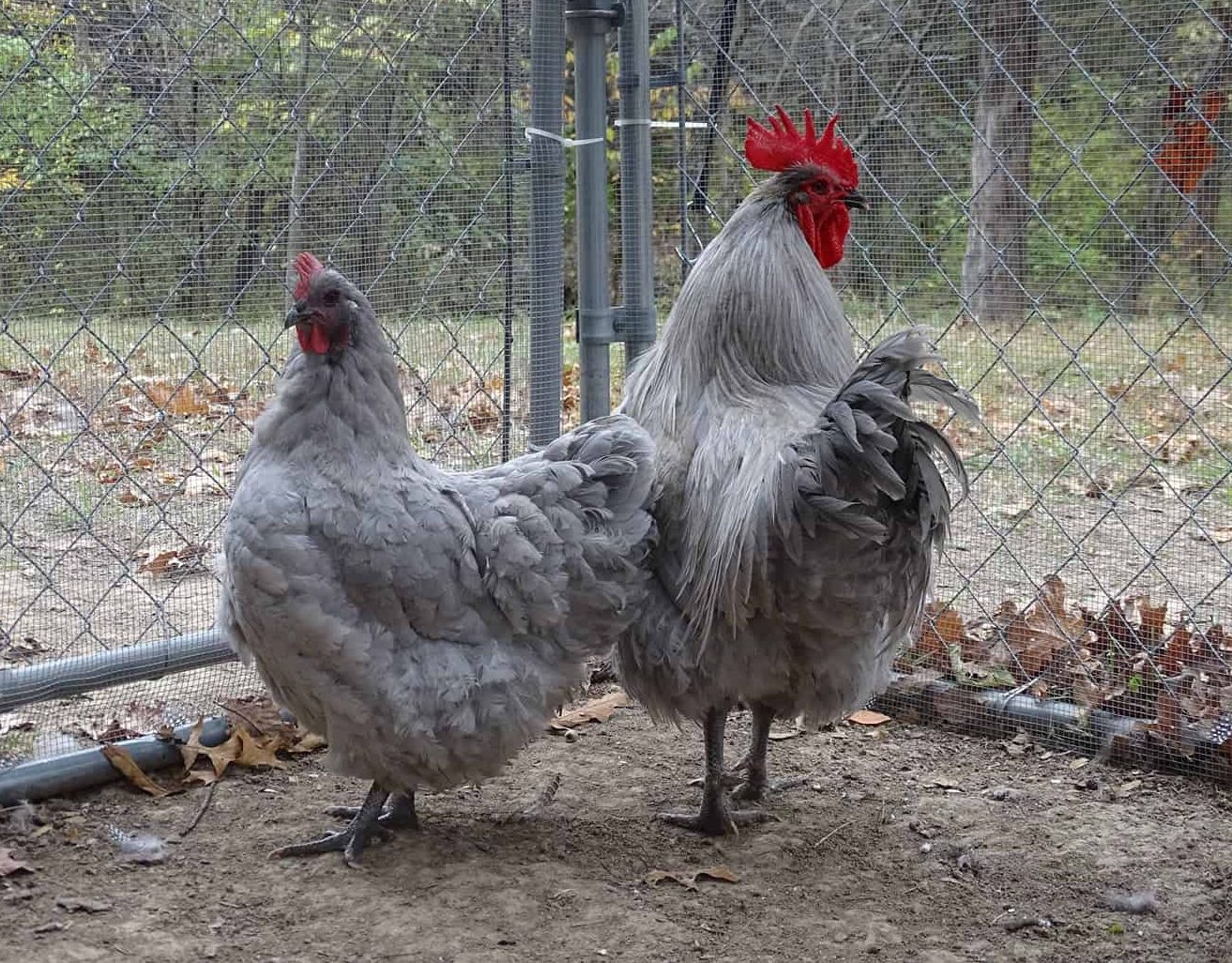 Lavender Chicken: What Are They? How to Make Them? - Genius Updates