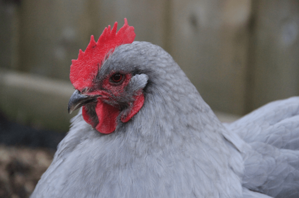Lavender Chicken: What Are They? How to Make Them? - Genius Updates